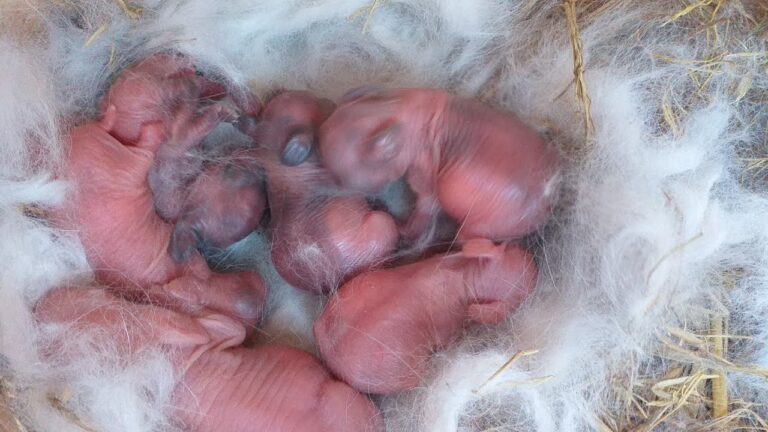 Descubre todo sobre los conejos bebés: ¿Cómo se llaman y qué debes ...